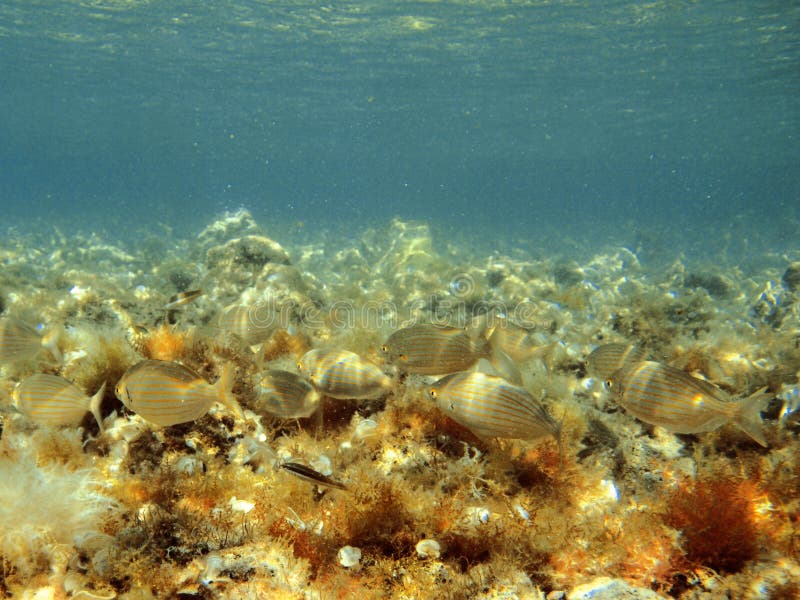 Clear oceans stock photo. Image of adriatic, ocean, north - 11447488