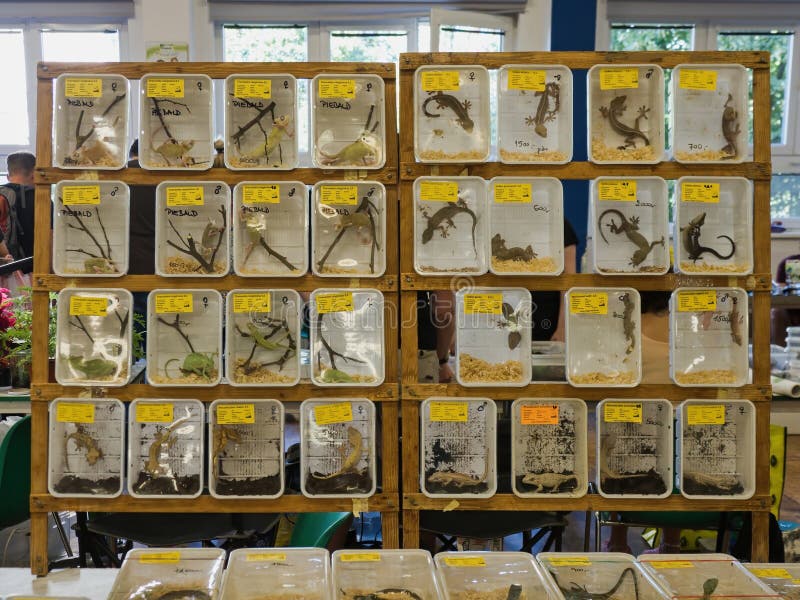 Showcase with Various Terrarium Animals at One of the Terrarium ...