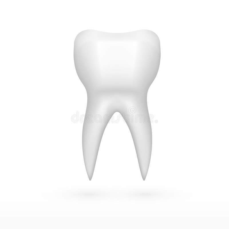 Clear One White Molar Tooth with Shadow Stock Vector - Illustration of ...