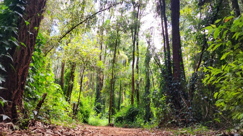 Clear Path in the Woods stock photo. Image of woods - 344408936