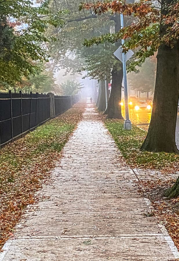 Clear Pathway into the Mist Stock Photo - Image of mysterious, morning ...