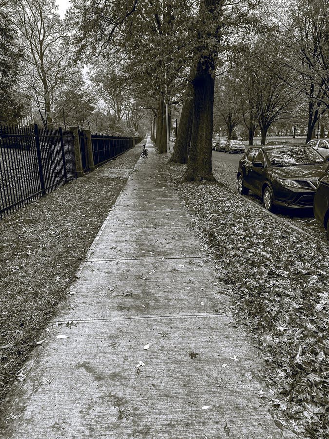 Clear Pedestrian Pathway during Daytime. Stock Image - Image of tree ...