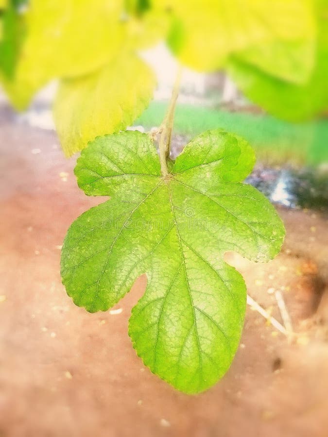 Clear Picture of Leaf with Blur Background Stock Image - Image of food ...