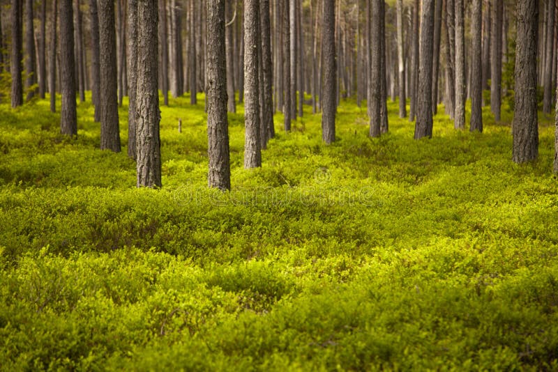 Clear pine forest stock image. Image of grass, ecology - 55528861