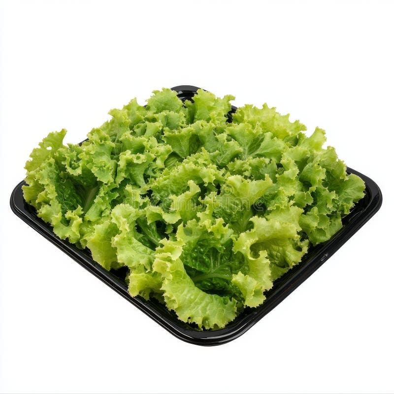 A Clear Plastic Container Holds Fresh Green Lettuce Leaves Stock Image ...