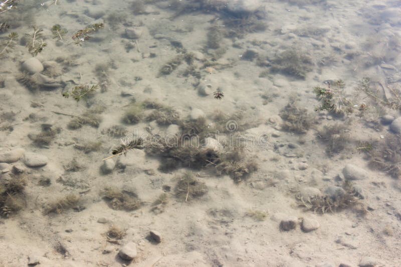 Clear Pond Water. Stones, Silt, Clay and Algae on the Bottom of the ...