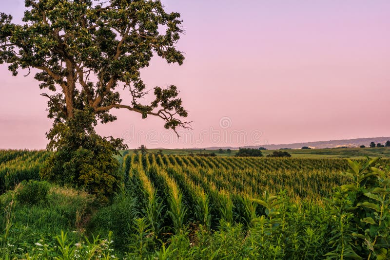 Purple Summer Sunset Over Field Stock Photo - Image of landscape, clear ...