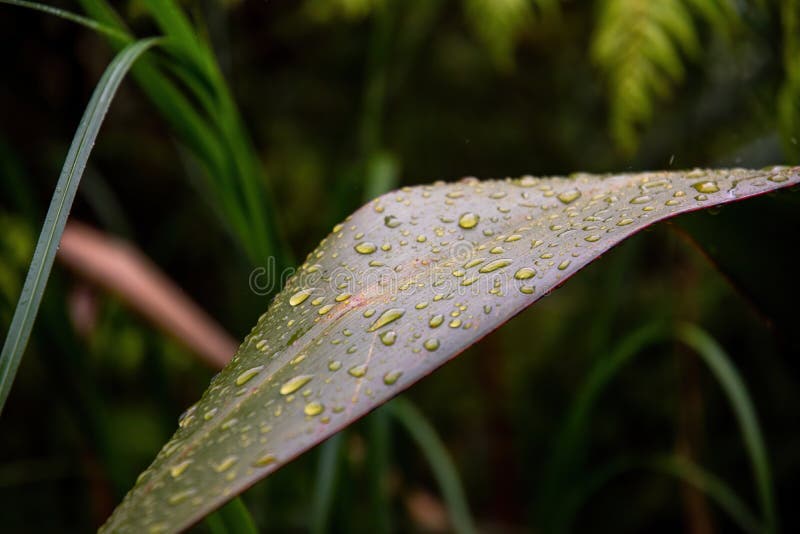 Clear Raindrops on Flax Leaves Stock Image - Image of natural, macro ...