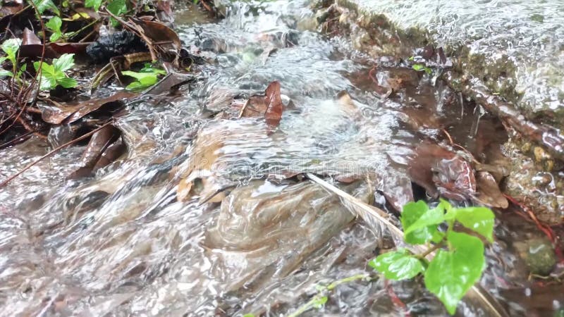 Clear Rainwater Flows in the Backyard Stock Video - Video of gardening ...