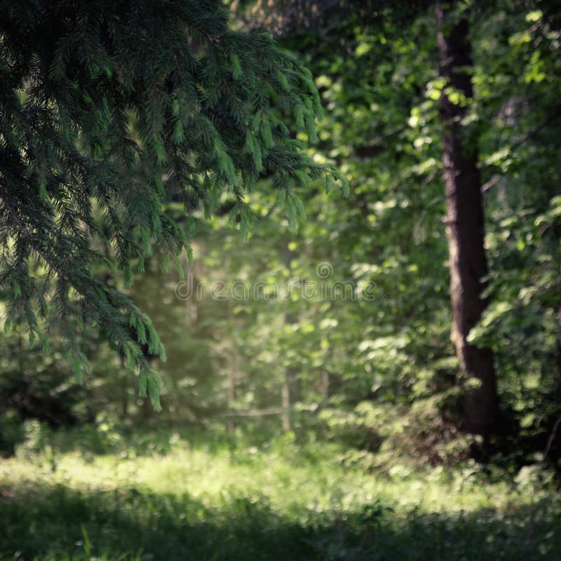 Clear Rays of Light Shining through the Forest in Early Morning Stock ...