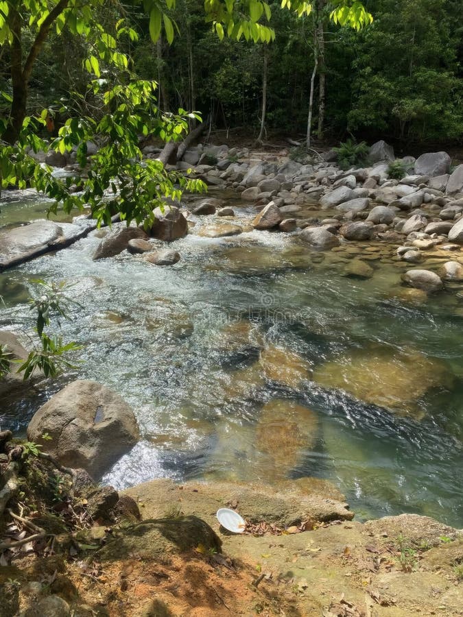 Clear River in Verdant Forest in Malaysia Stock Photo - Image of light ...