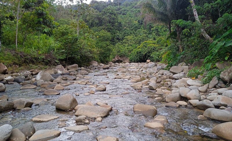 Clear River Middle Kalimantan Forest Stock Photos - Free & Royalty-Free ...