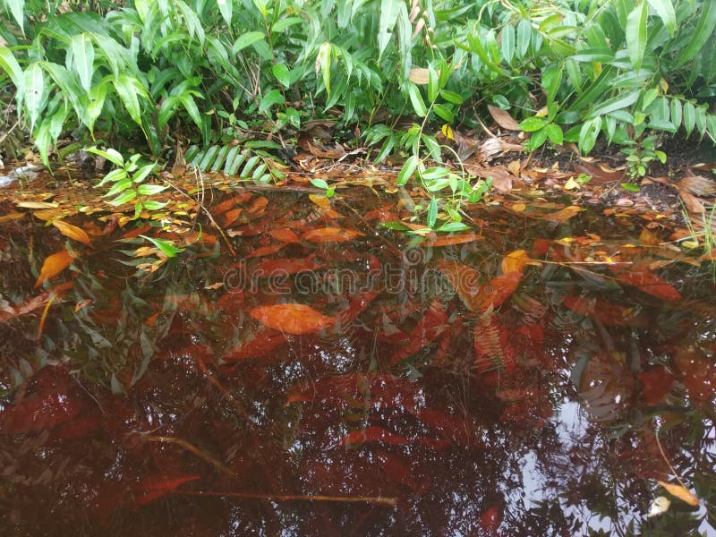 Clear River Water with Beautiful Tea Color Stock Image - Image of ...