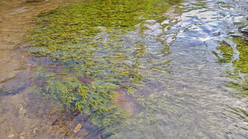 Clear River Water is a Sign of a Healthy Environment Stock Photo - Image of healthy, water ...