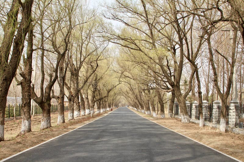 Paved Road through the Woods in Spring Stock Photo - Image of flowers ...
