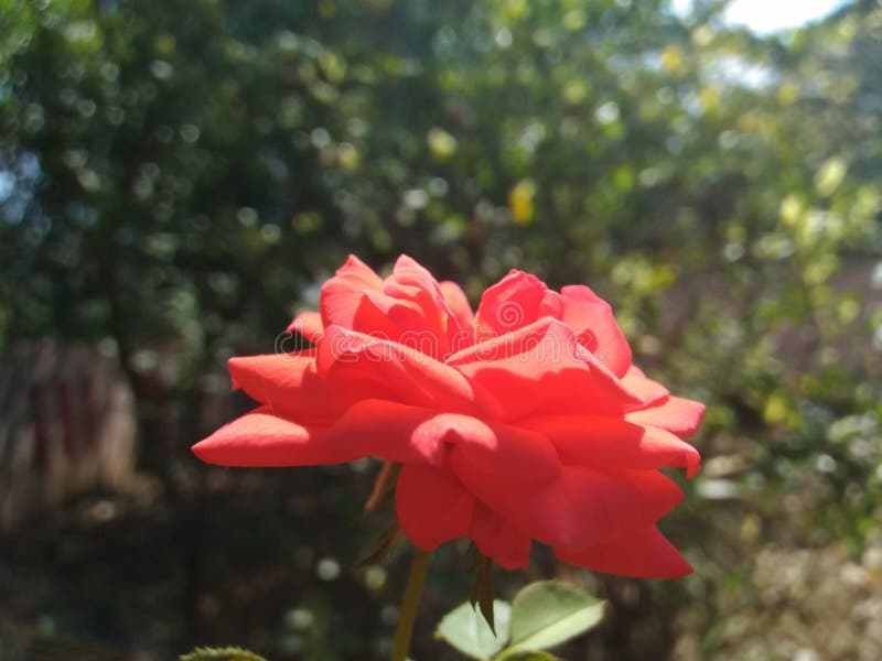 Clear rose image stock image. Image of flower, rose - 117517527