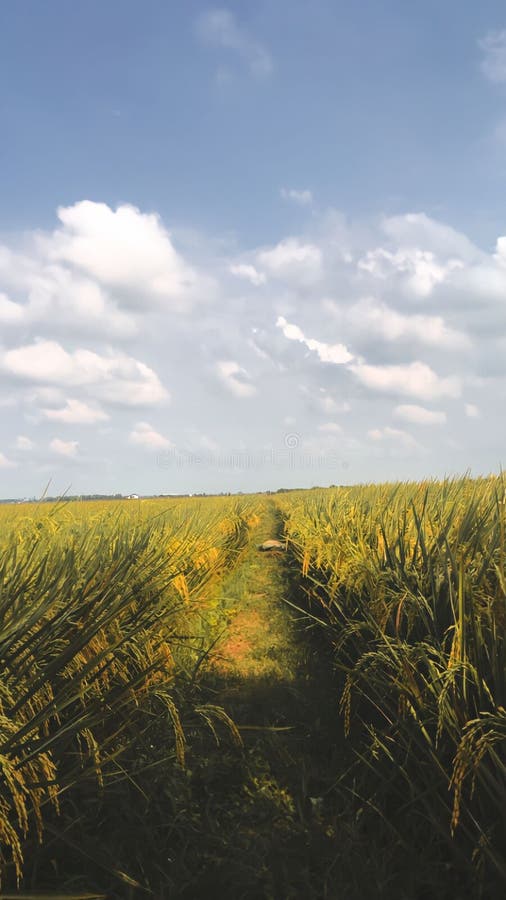 Sawah in karawang stock image. Image of rice, karawang - 262004093