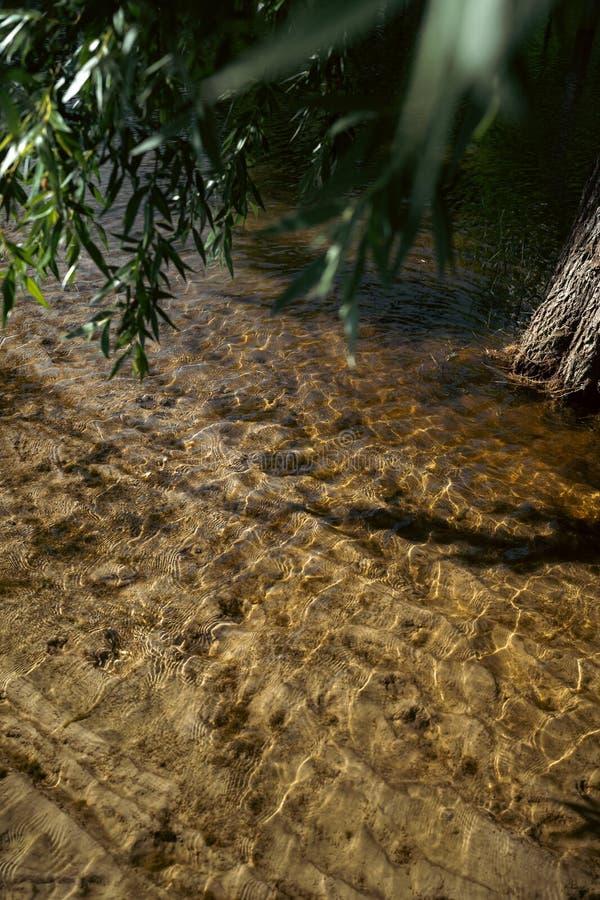 Clear Shallow River Water with Sunlight Reflections and Tree on Shore ...