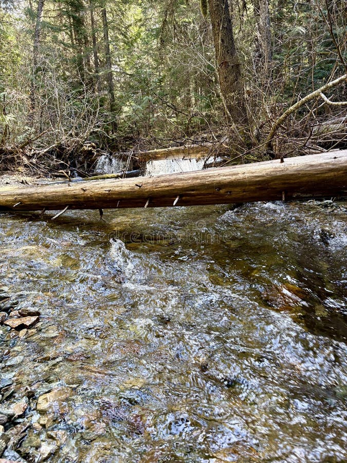 Forest Stream Flowing Beneath Fallen Log Stock Photos - Free & Royalty ...