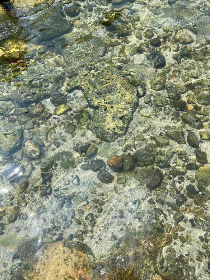 Clear Shallow Water with Rocks and Algae Visible at the Bottom. Stock ...