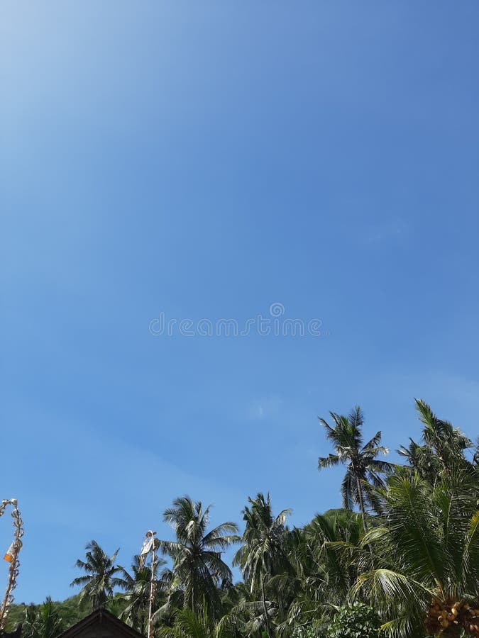 Clear Sky, Coconut Trees, Bali Karangasem at Noon Stock Image - Image ...