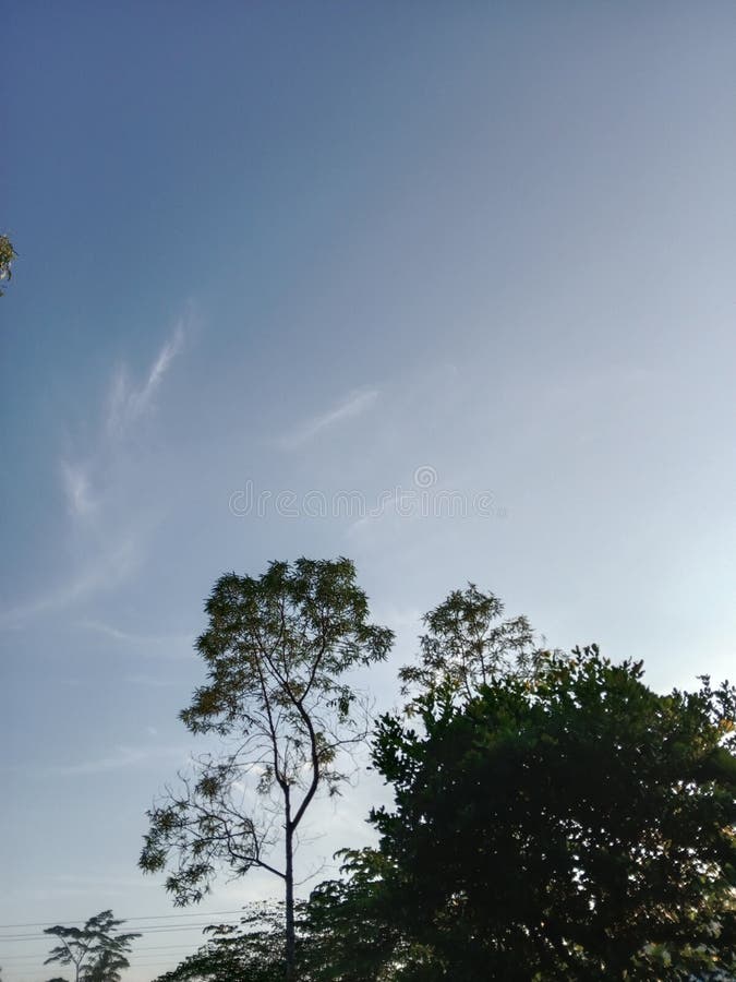 Clear Sky during the Day with Shady Trees Stock Photo - Image of trees ...