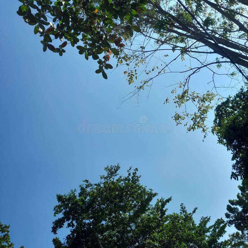 Clear Sky Dotted with Trees Stock Photo - Image of cloud, trees: 281985376