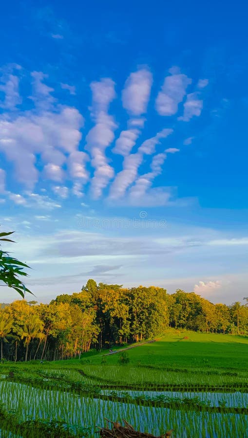 Rice field view stock photo. Image of landscape, leaf - 266369394
