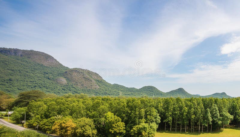 Clear Sky by Mountain and Extensive Tree Forest Stock Illustration ...