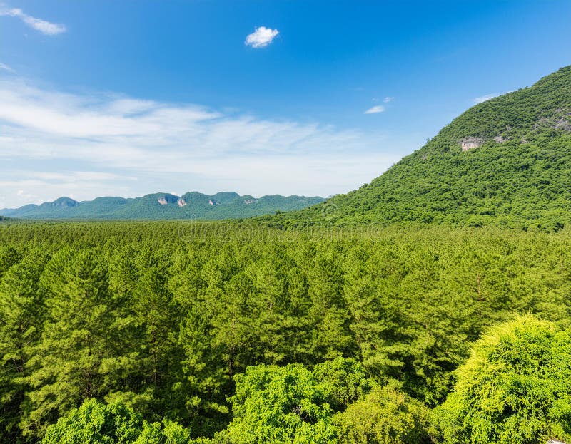 Clear Sky by Mountain and Extensive Tree Forest Stock Illustration ...