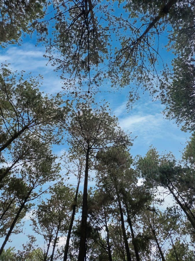 Clear Sky in the Pine Forest at Noon Stock Photo - Image of forest ...