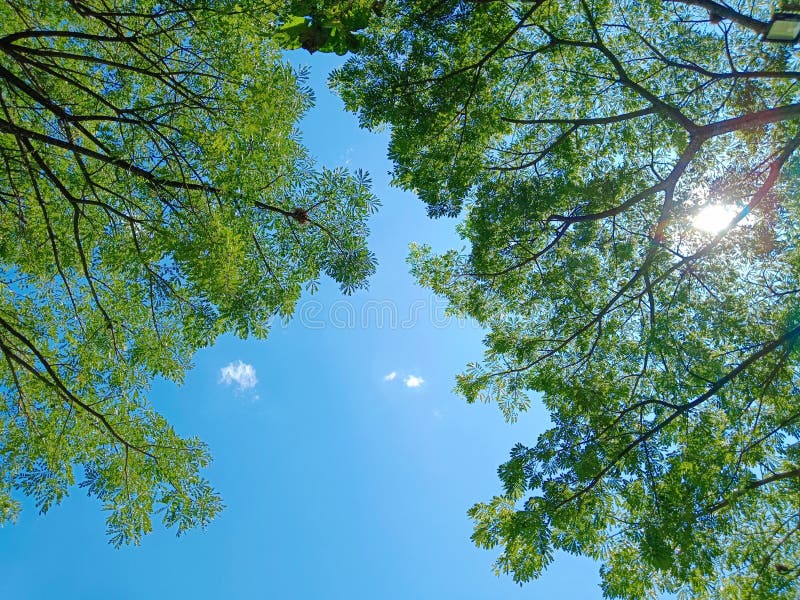 Clear Sky and Trees from Bottom Views Stock Image - Image of trees ...
