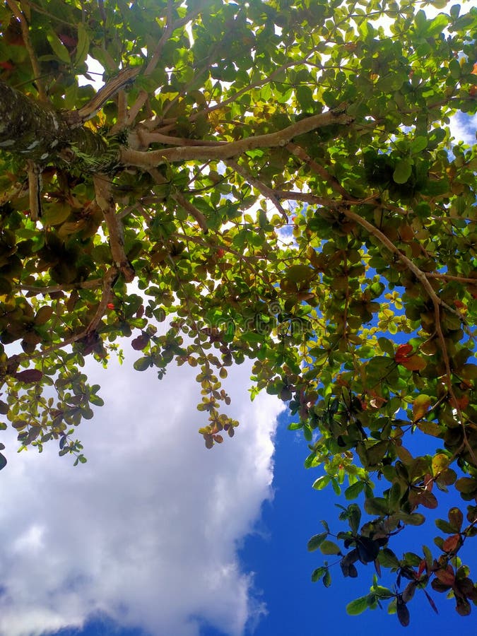 A Clear Sky Under a Shady Tree Stock Image - Image of tree, clear ...