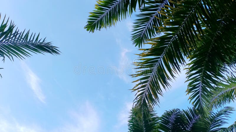 Clear sky view stock photo. Image of trees, decorated - 269513842