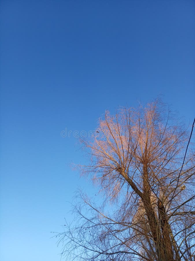 Clear Sky in the Winter Morning Stock Photo - Image of winter, clear ...