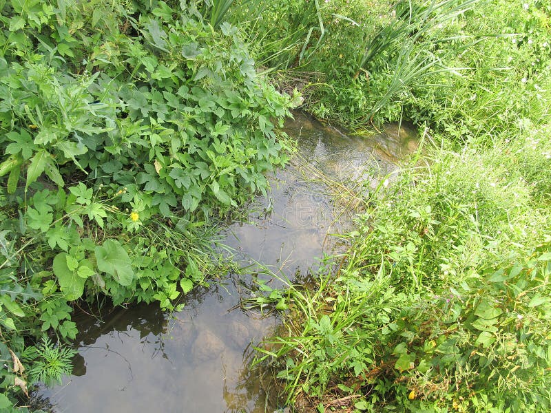 A Clear Stream Flows through a Lush, Overgrown Area with Various Green ...