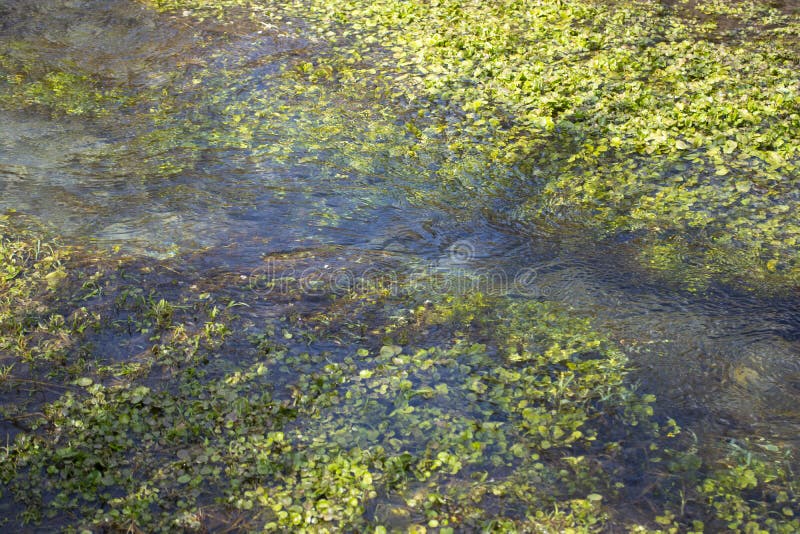 Clear Stream with Green Natural Water Plants Stock Photo - Image of ...