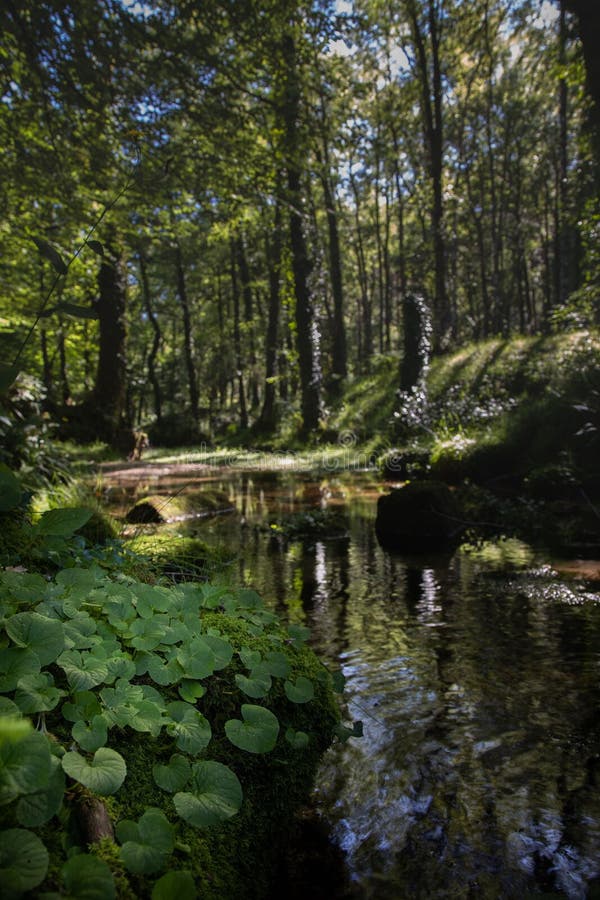 Clear Stream in the Middle of the Forest Stock Photo - Image of ...