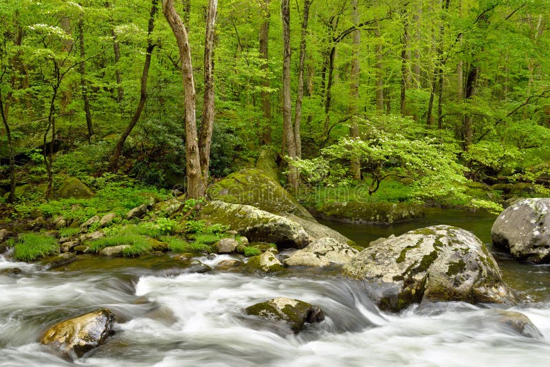 Clear Stream in Remote Forest. Stock Image - Image of bloom, spring ...