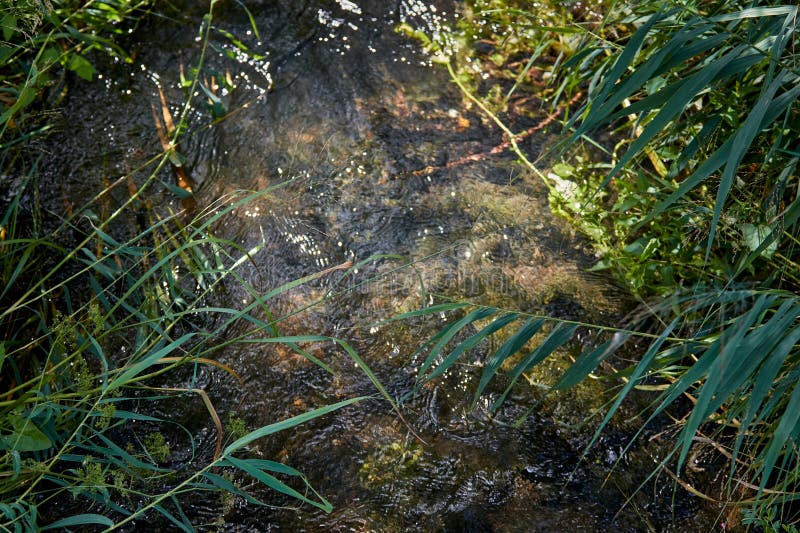 A Clear Stream with a Rocky Bottom in Summer Stock Image - Image of ...
