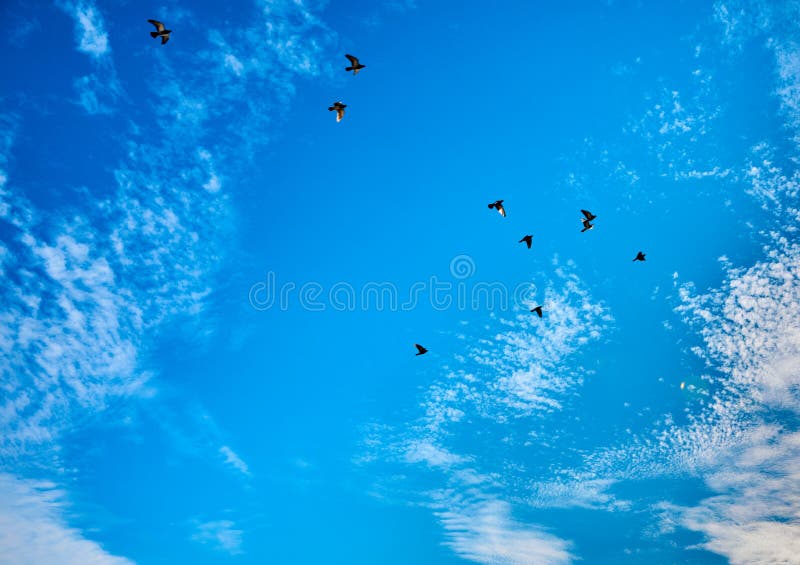 Clear Summer Blue Sky with a Beautiful Cloud Stock Photo - Image of ...
