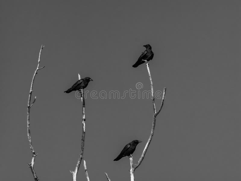 Three Crows Perched on Bare Tree in Black and White Stock Photo - Image ...