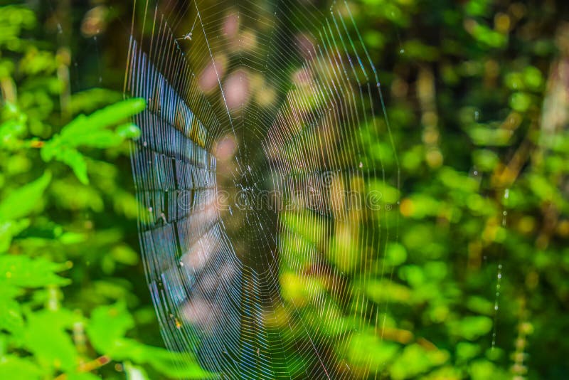 Web Stretched between Trees Stock Photo - Image of spider, trees: 112656828