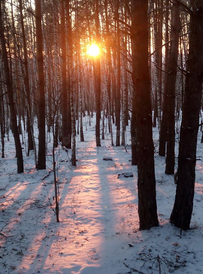 Clear Sunset in the Winter Pine Forest Stock Photo - Image of clear ...