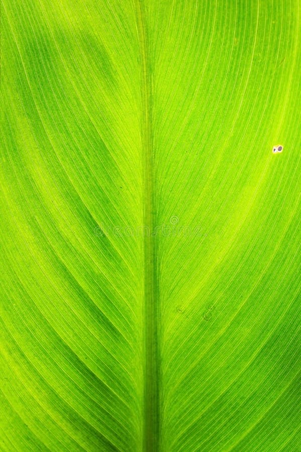 The Clear Texture of Green Leaf Background Stock Image - Image of ...