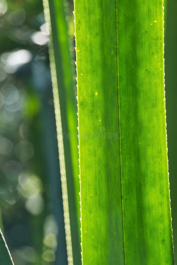 Green Leaf with Sharp Edges Stock Image - Image of moisture, branch ...