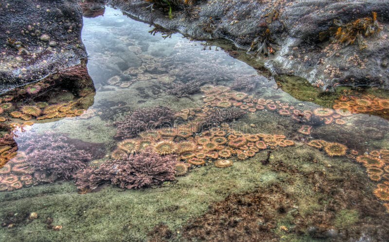 Clear Tidal Pool with Sea Life Stock Photo - Image of rocky, renfrew ...
