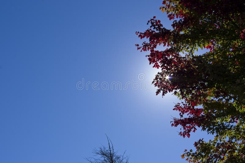 Clear View of Blue Sky with Sun Peeking through Fall Leaves Stock Photo ...