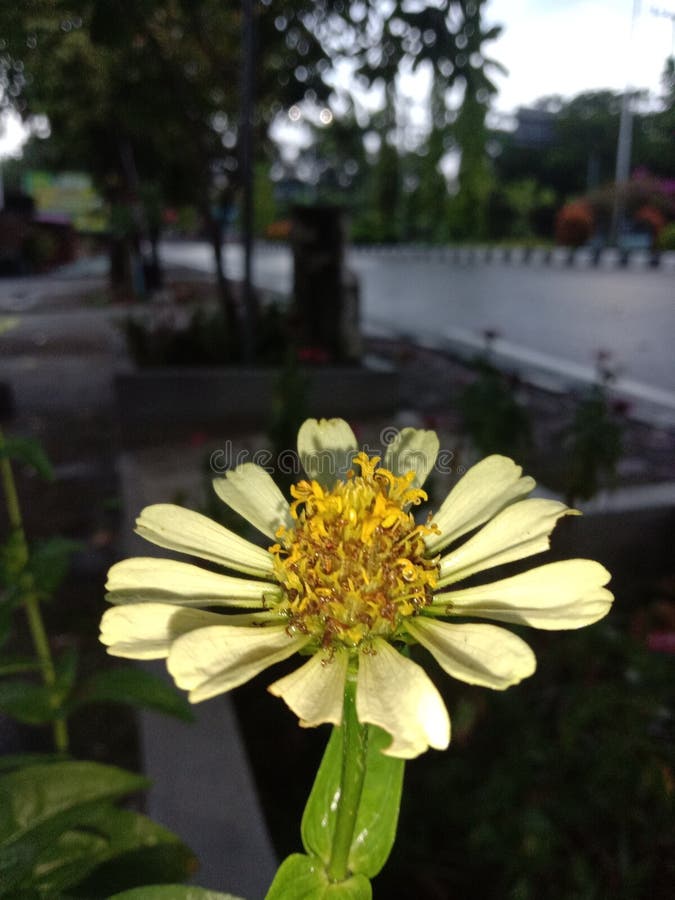 Clear view flower stock photo. Image of clear, leaf - 261817526