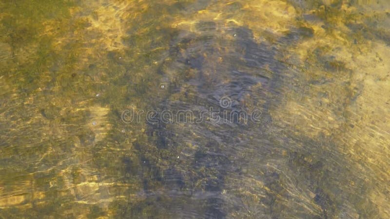 Clear Water with Algae and Ripples Stock Footage - Video of green ...